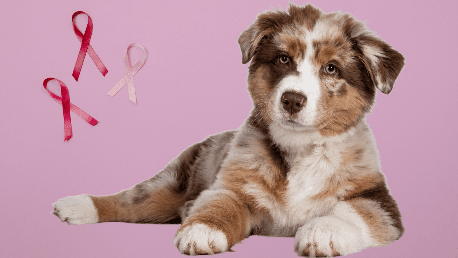 Animals Can Get Breast Cancer Too: How an Animal Medical Intuitive Can ...