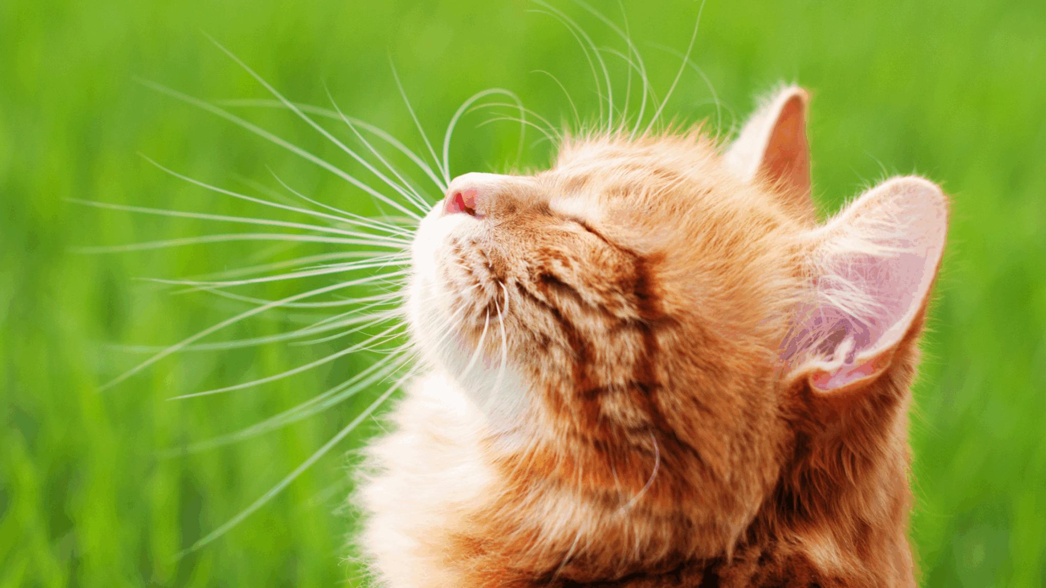 How Summer Affects Your Animal’s Energy - Ask Your Animals